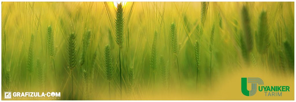 Grafik Tasarımda Yeşil Renk ve Anlamı | Grafizula.com